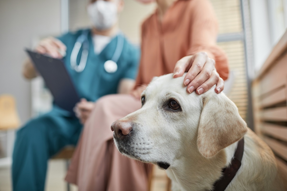 Reverse Sneezing in Dogs: diagnosis, treatment| zooplus Magazine