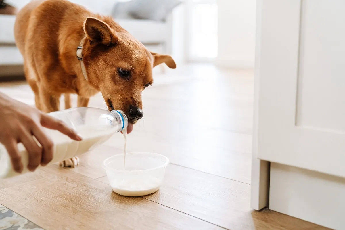 Can Dogs Drink Milk? | zooplus Magazine