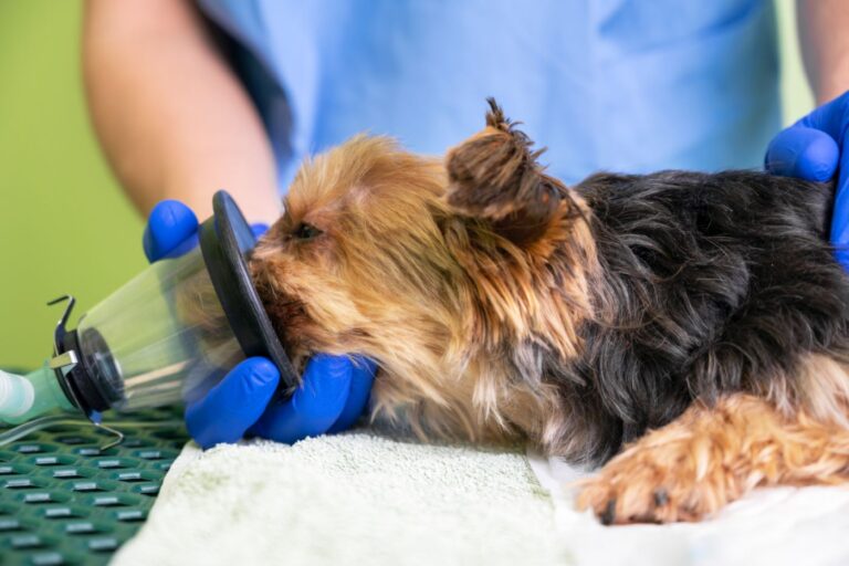 Anaesthesia in Dogs: Procedure and Risks | zooplus Magazine
