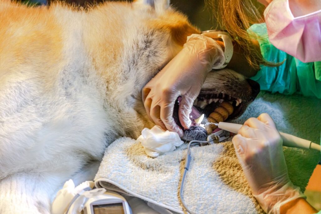 Anaesthesia in Dogs: Procedure and Risks | zooplus Magazine