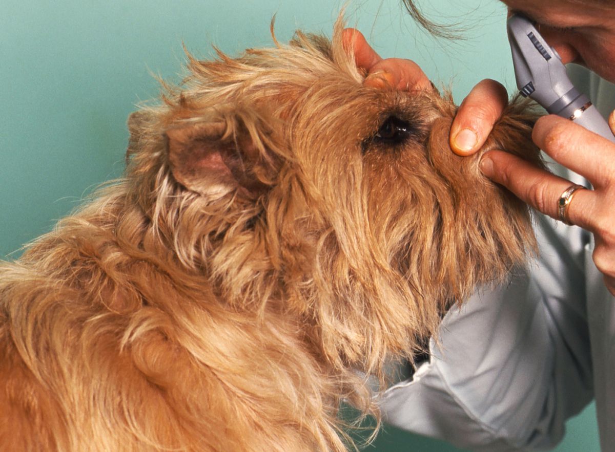 Dog Cataracts Explanation, Causes, Symptoms and more | zooplus Magazine