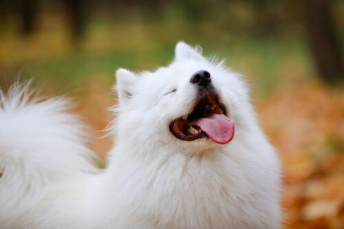 Samoyed: Dogs Breed Information | zooplus Magazine