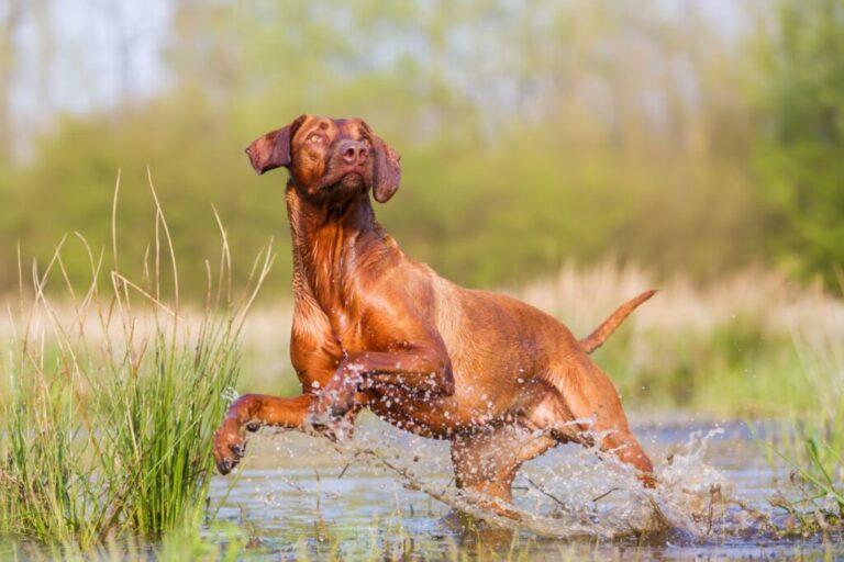 Rhodesian Ridgeback: Appearance, Character, & Guide to Breed | zooplus ...