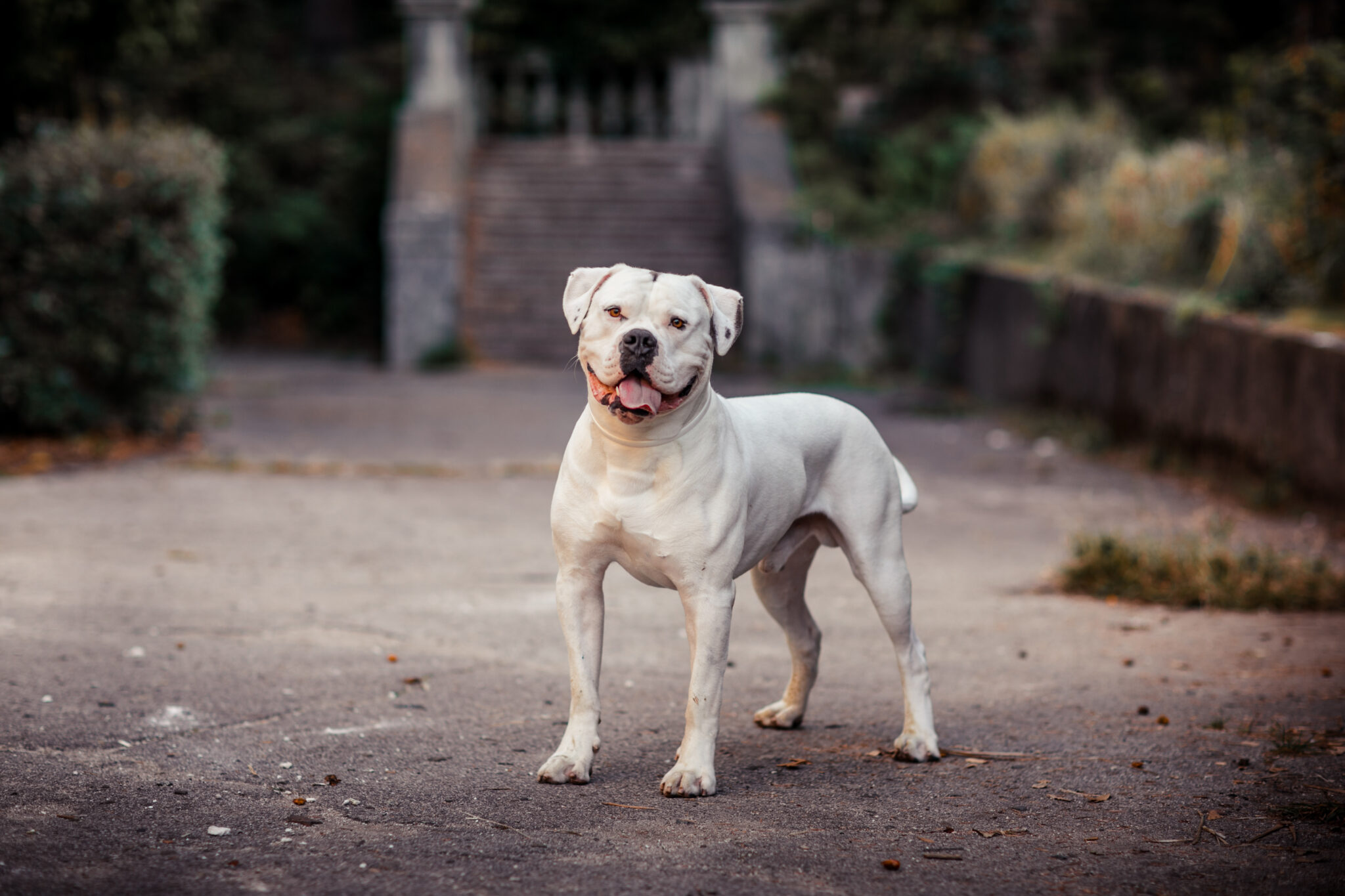 American Bulldog Breed Information | zooplus Magazine