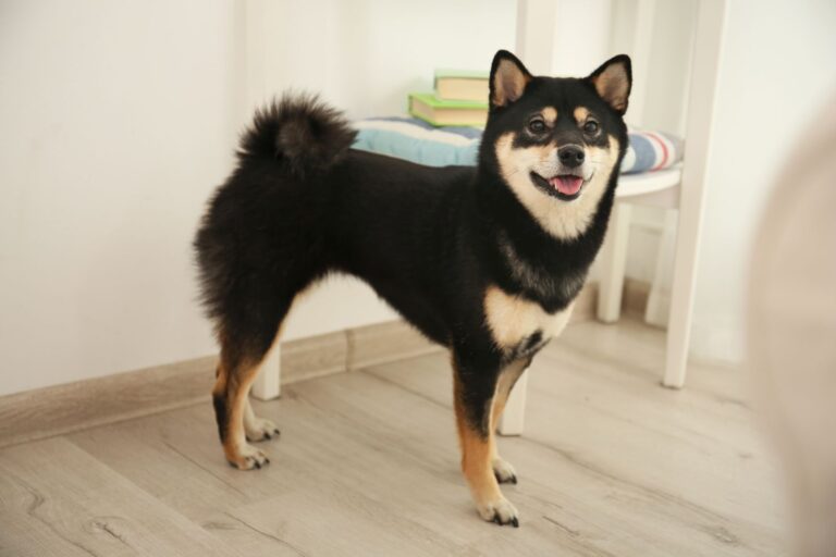 Shiba Inu | Breed Characteristics & Temperament | zooplus Magazine