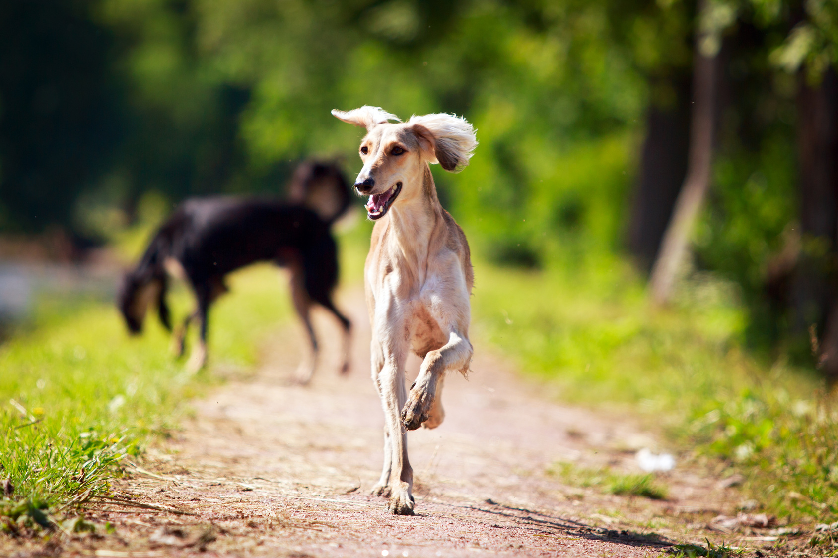 Saluki: Breed Information & Guide | zooplus Magazine