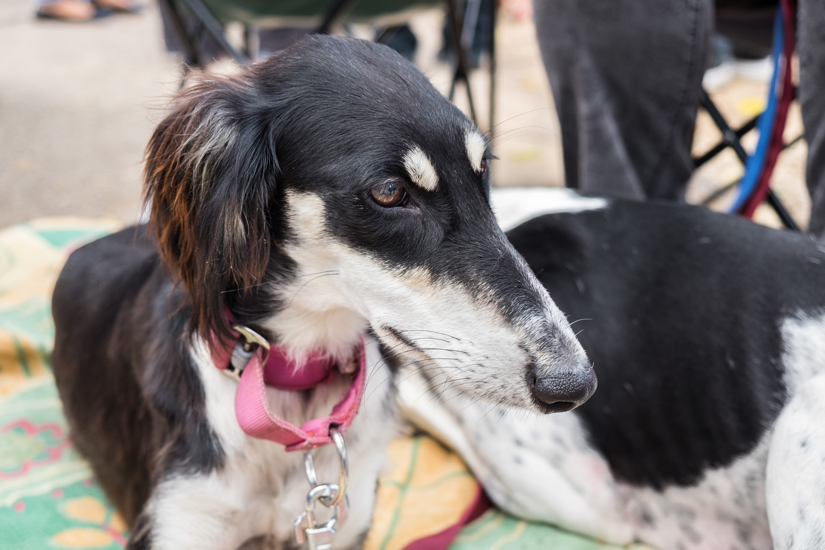 Saluki: Breed Information & Guide | zooplus Magazine