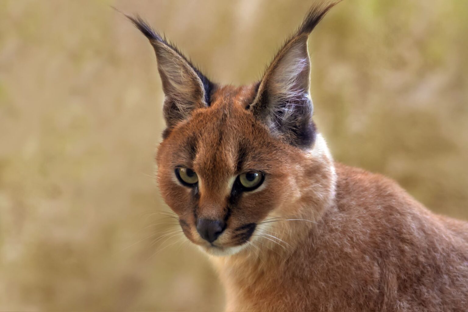 Caracal Cat: Habitat, Typical Hunting Behaviour and more | zooplus Magazine