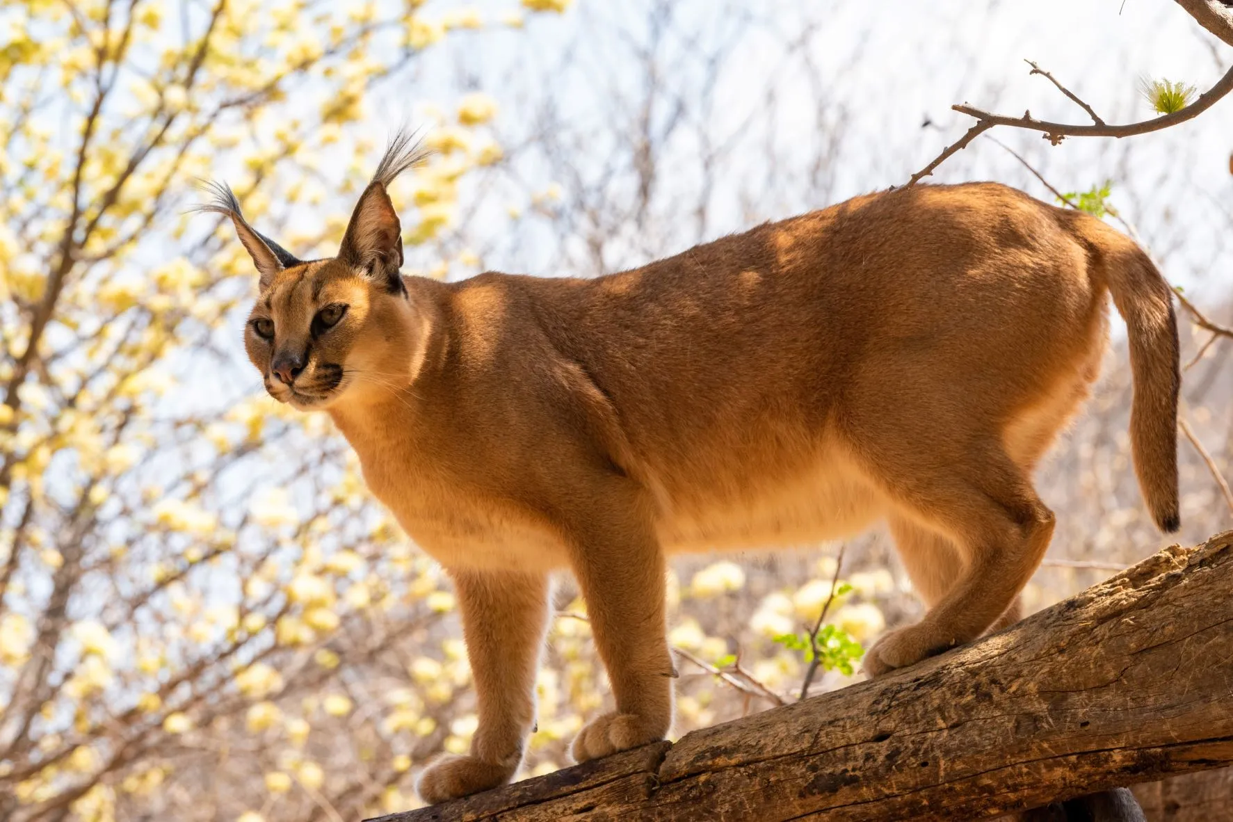 Chats Caracals