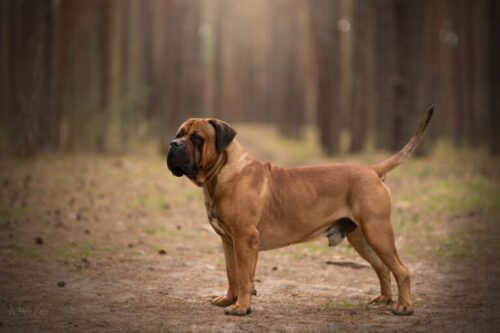 Boerboel Dog Breed Information | zooplus Magazine