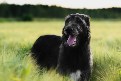 Irish Wolfhound: Character, Training, Appearance & History | zooplus ...