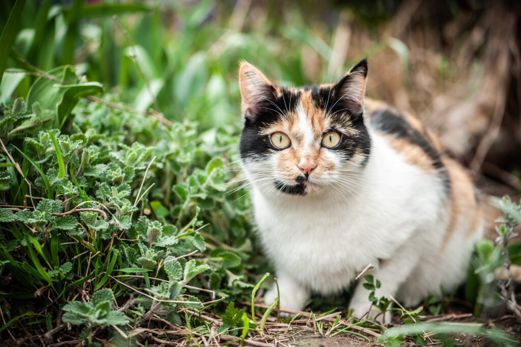 What is Catnip? Everything you need to know | zooplus Magazine