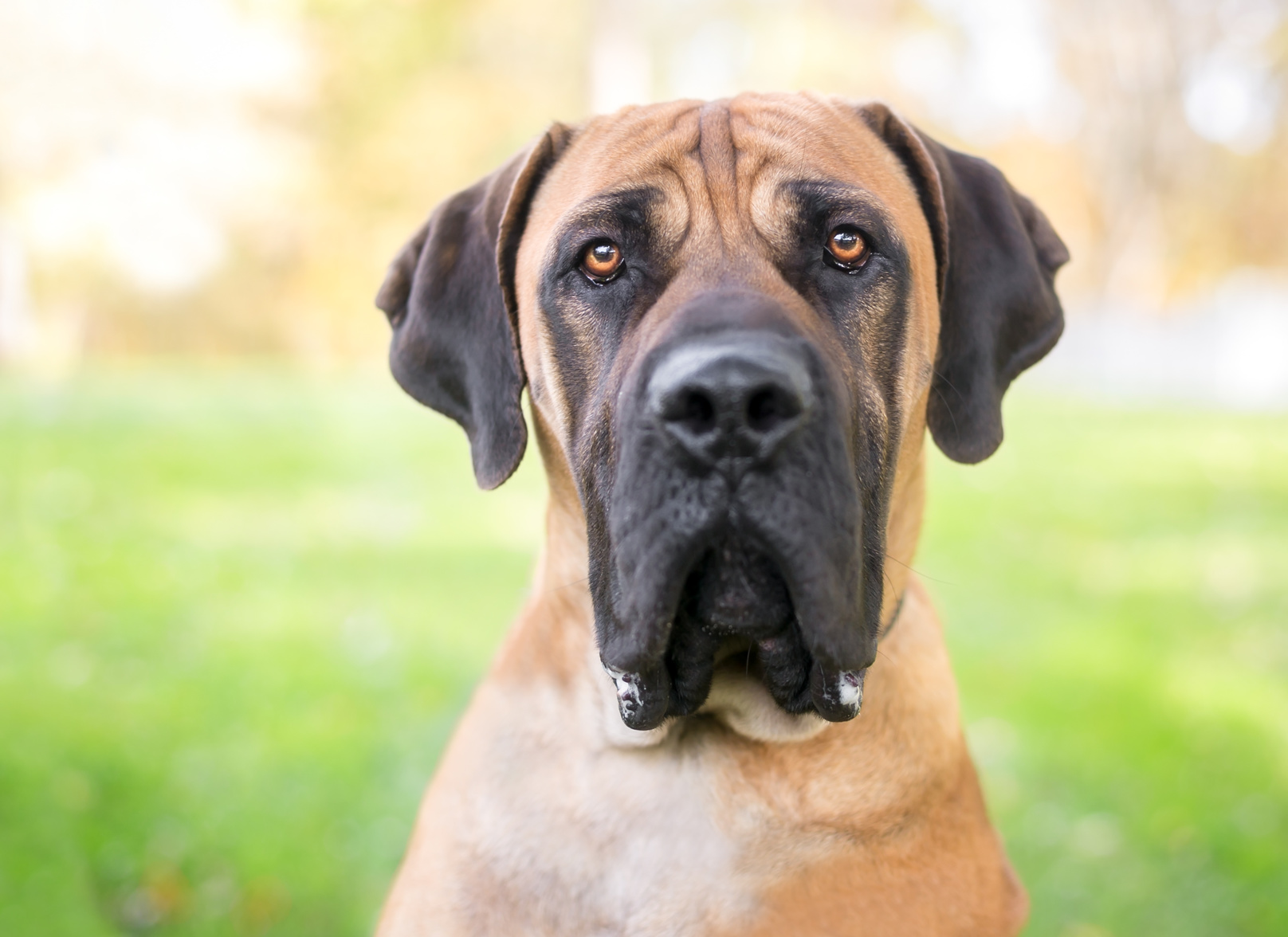 Boerboel Dog Breed Information | zooplus Magazine