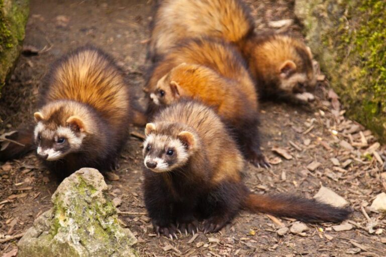 Keeping Ferrets as Pets | zooplus Magazine