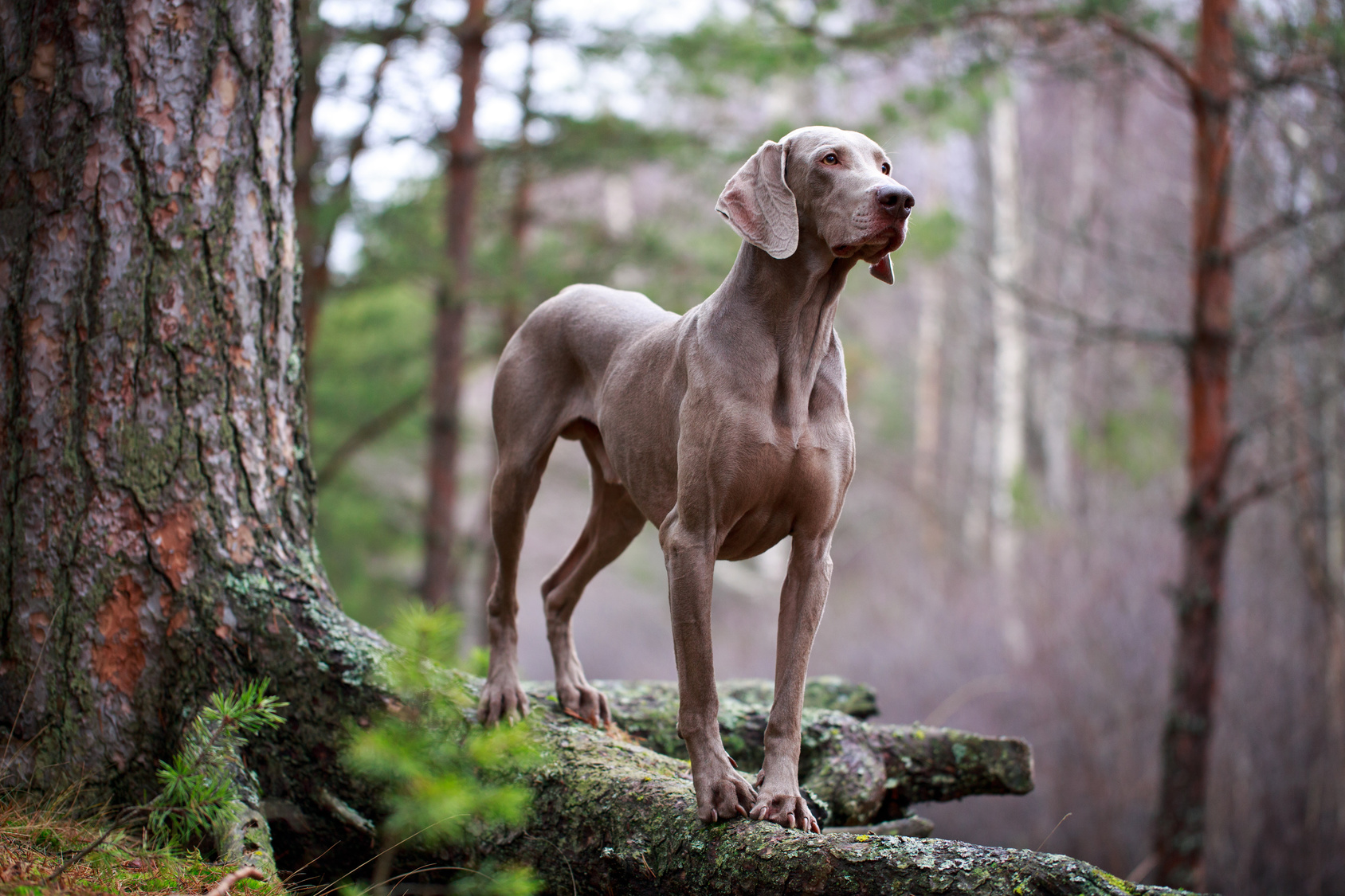 Weimaraner: Appearance, History, Temperament and more | zooplus Magazine