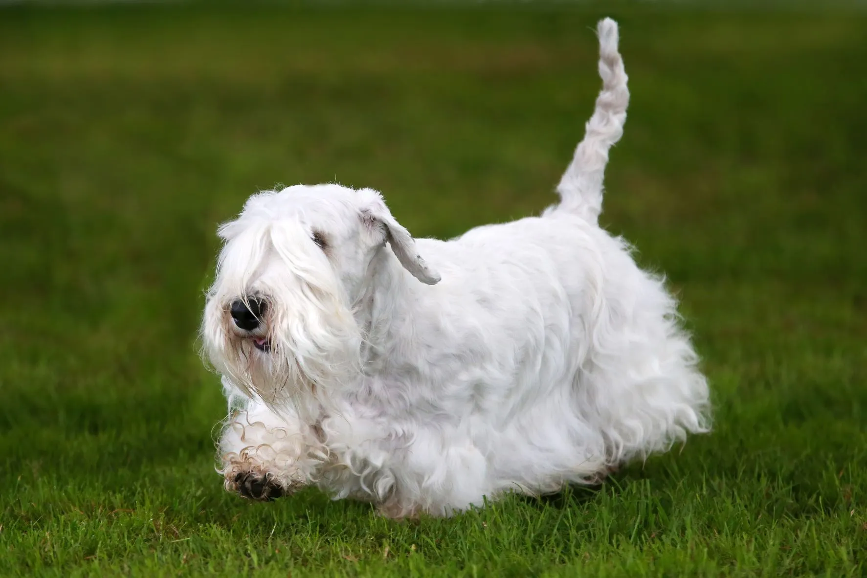 Sealyham Terrier | zooplus Magazine