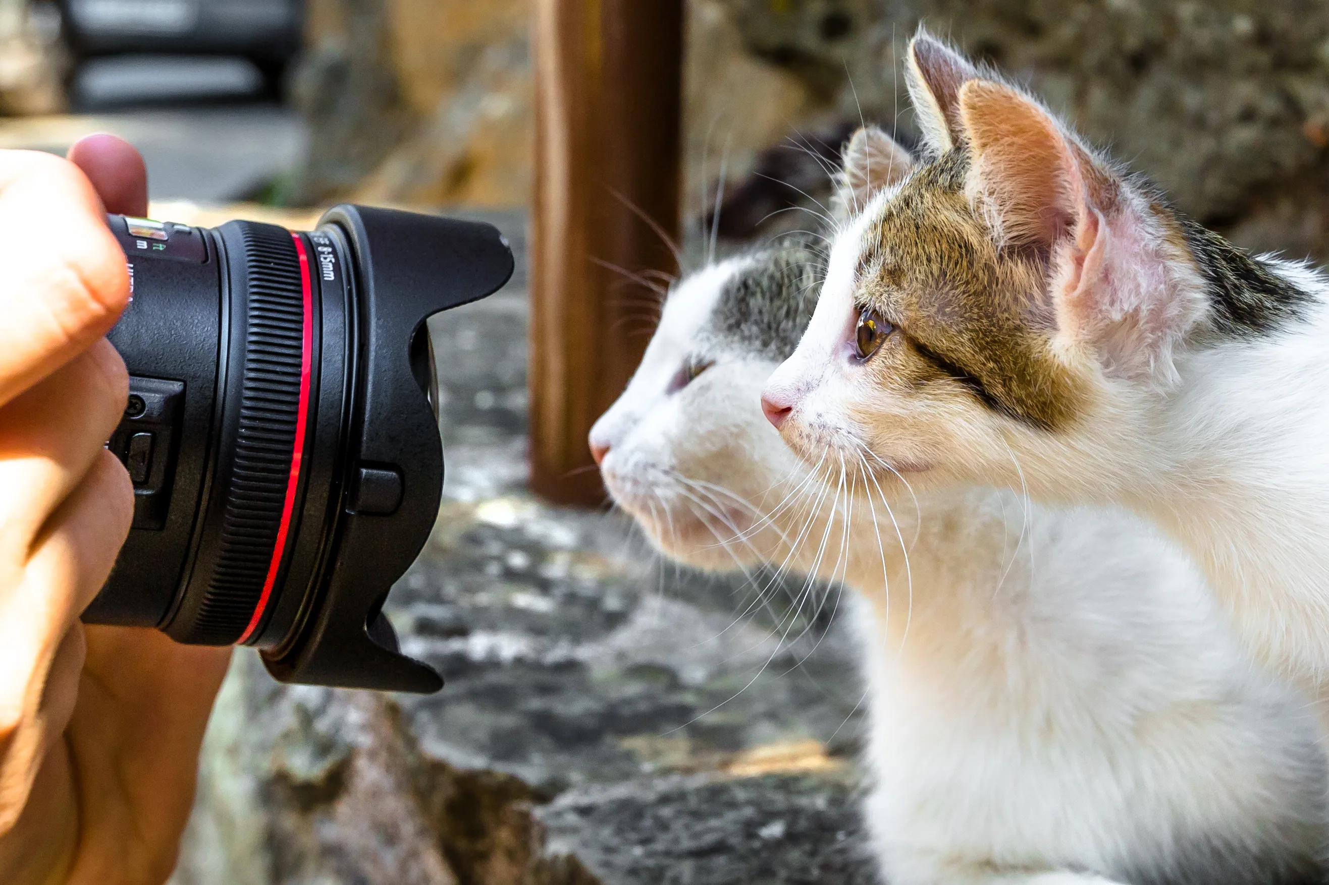 10 Tips for Even Better Cat Photos | zooplus Magazine