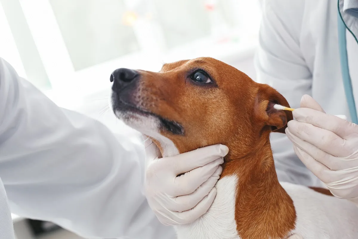Ear Mites in Dogs (Otodectes cynotis) : Symptoms & Treatment | zooplus ...