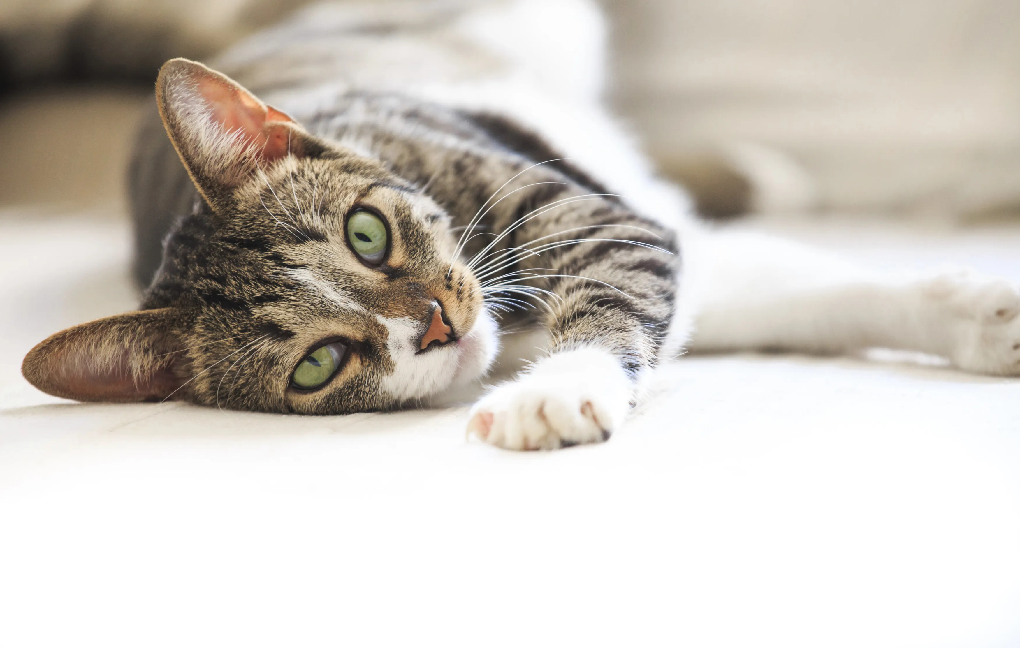 Chlamydia in Cats: Symptoms, Treatment & More | zooplus Magazine