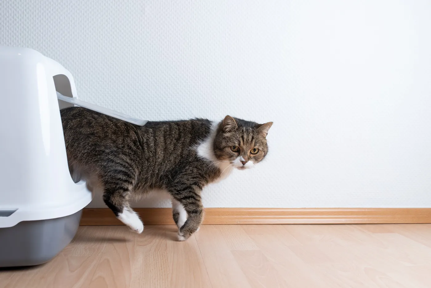 Bladder Inflammation in Cats (Cystitis): Symptoms & Treatment | zooplus ...