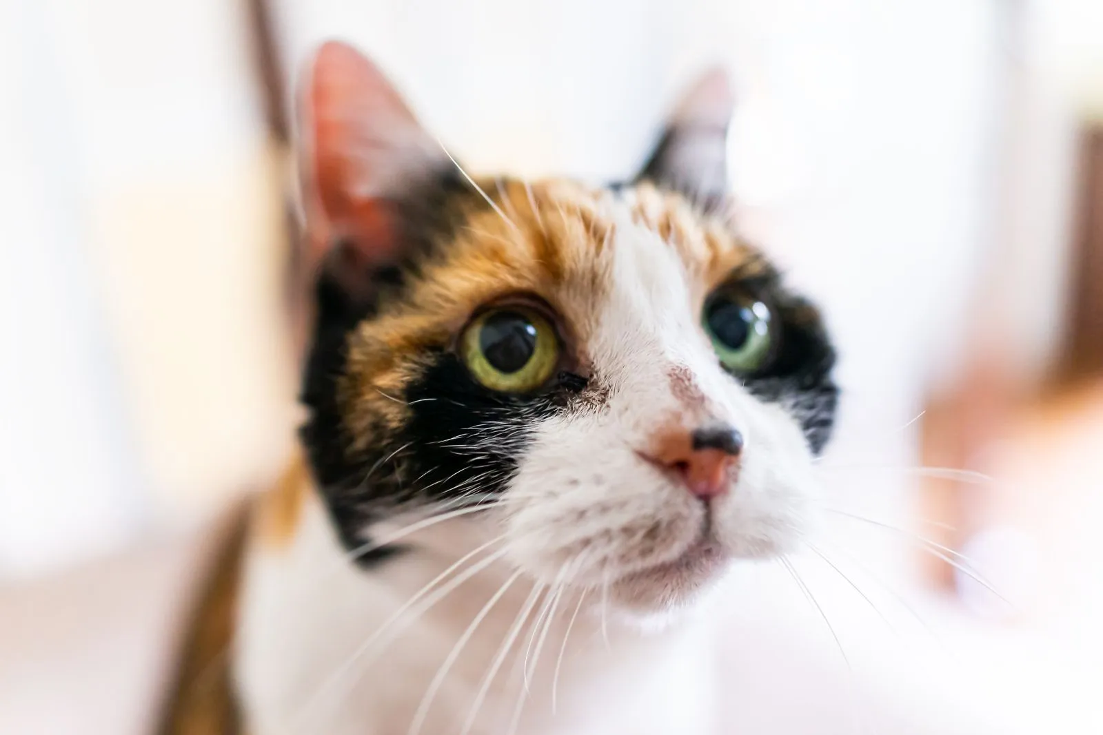 Feline Acne: Causes, Symptoms and Treatments | zooplus Magazine