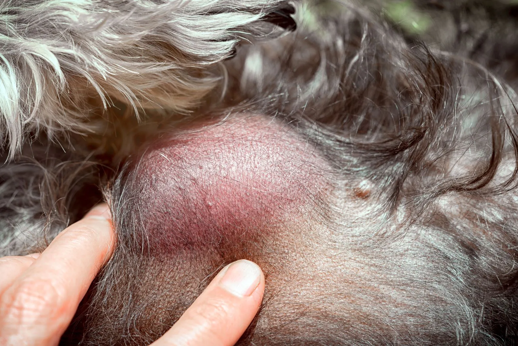 Lumps and Bumps: Lipomas in Dogs | zooplus Magazine