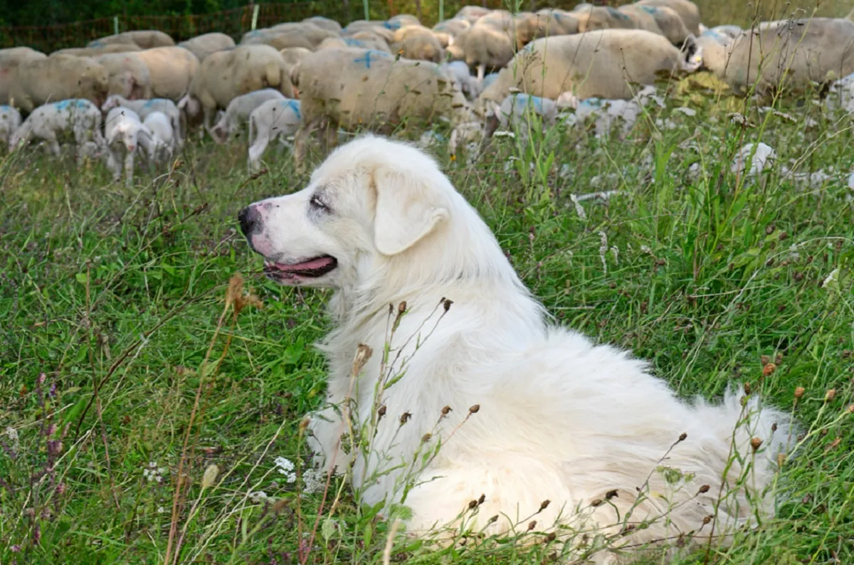 Livestock Guardian Dogs: Breeds and Care of These Protectors | zooplus ...